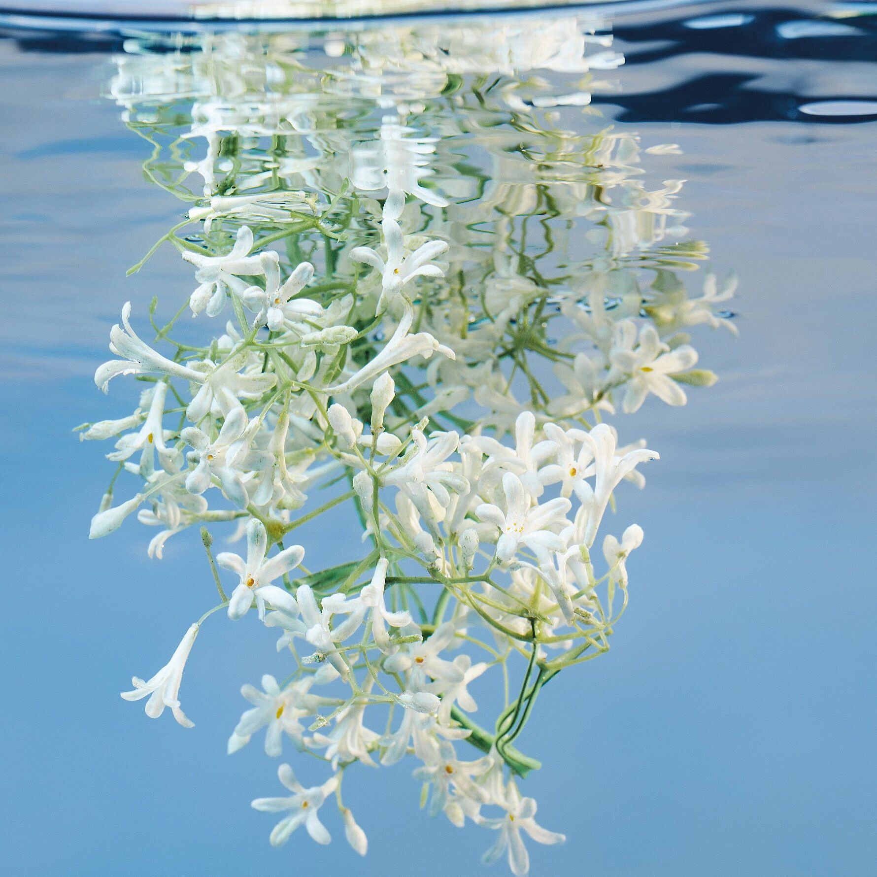 Køb Bloom Eau de Parfum for Women 30 ml fra Gucci - Matas