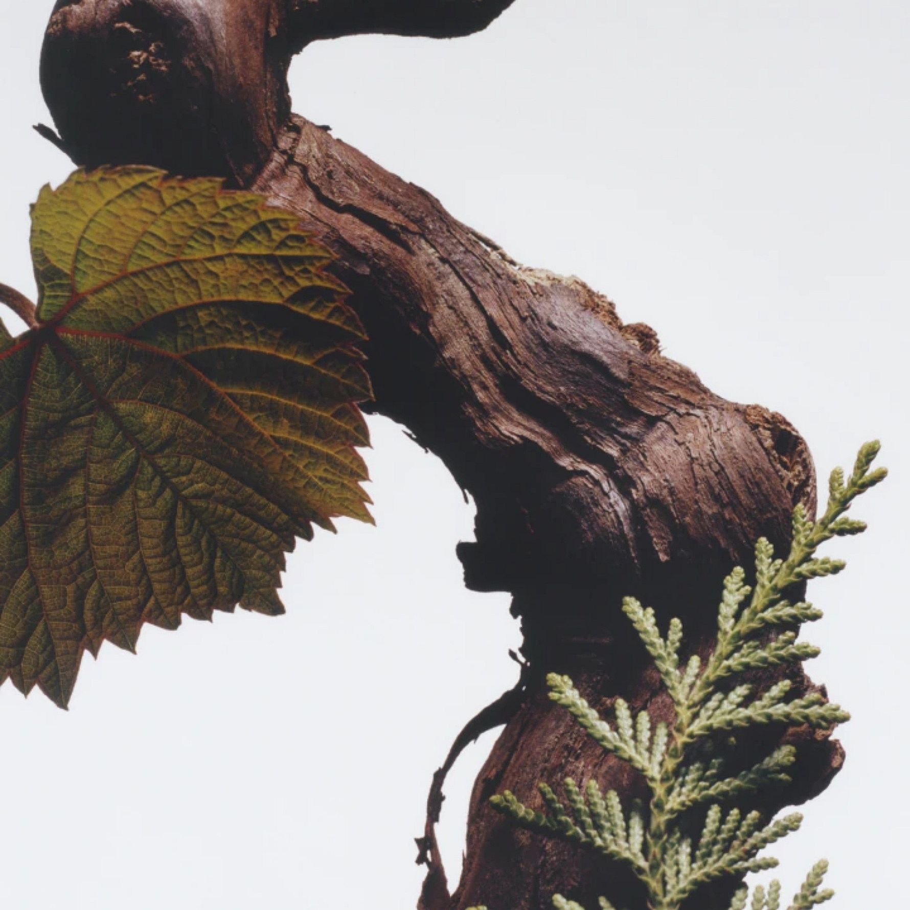 Cypress & Grapevine All Over Body Spray 125 ml - Jo Malone London - KICKS