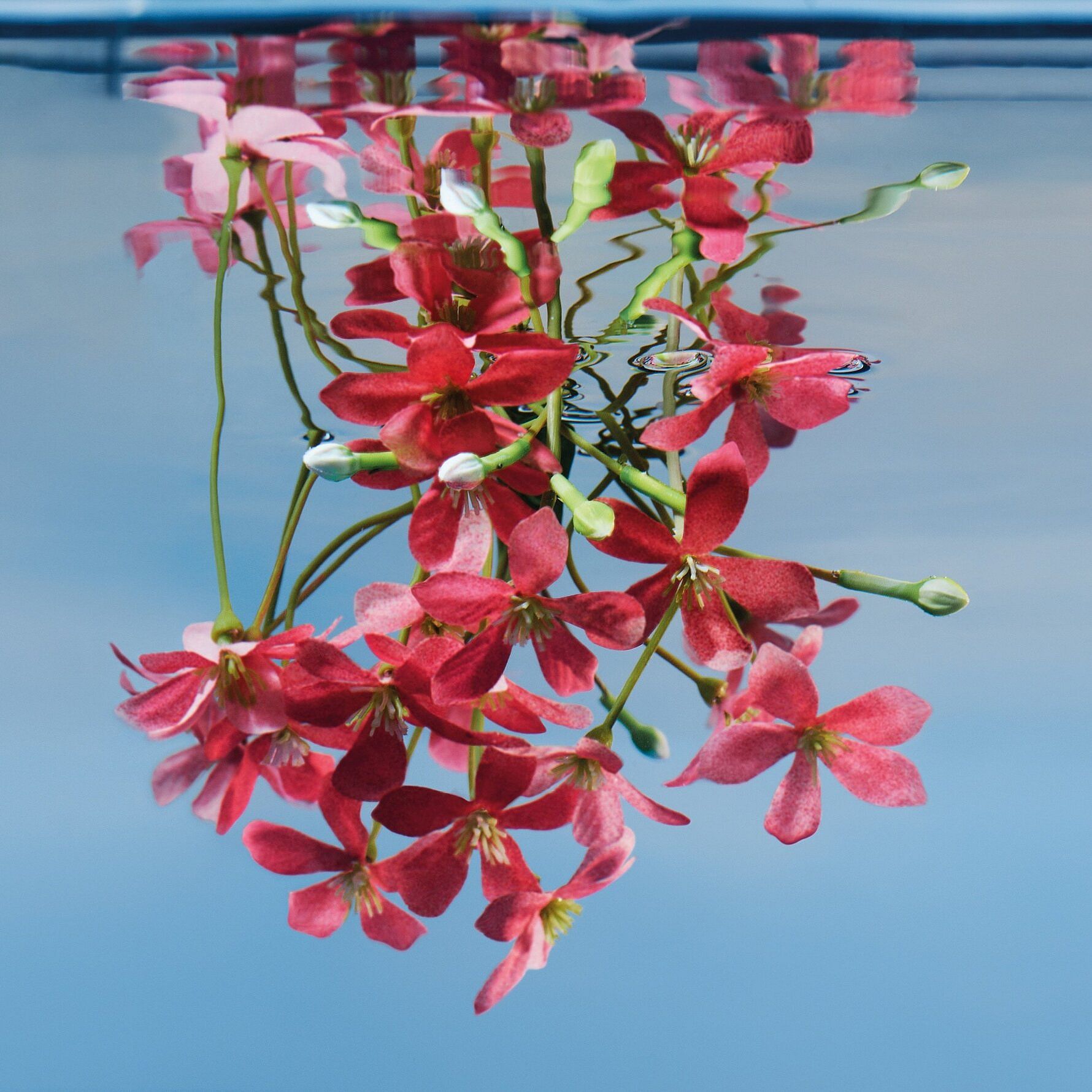 Køb Bloom Eau de Parfum for Women 30 ml fra Gucci - Matas