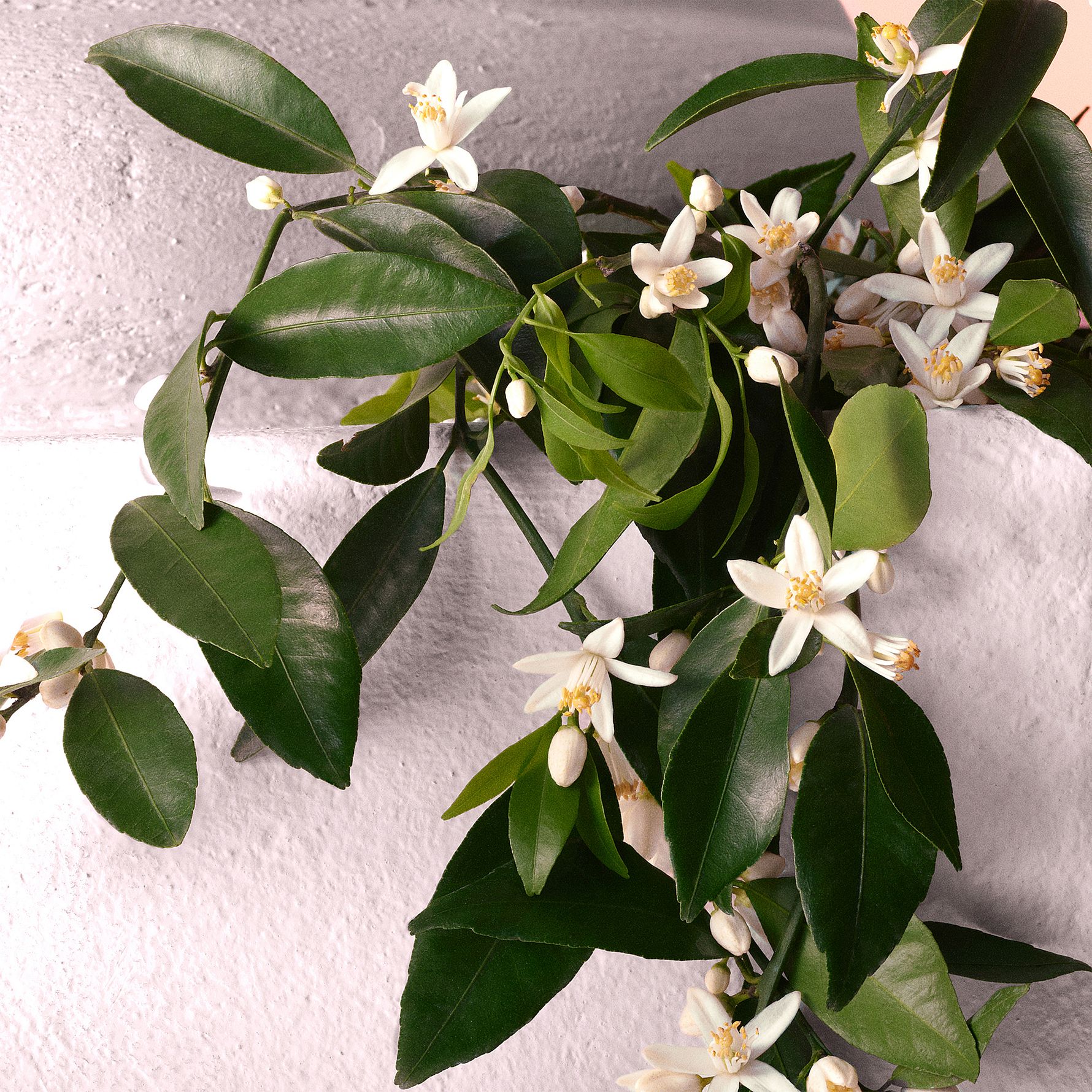 Køb Devotion Intense Eau de Parfum 50 ml fra Dolce & Gabbana - Matas